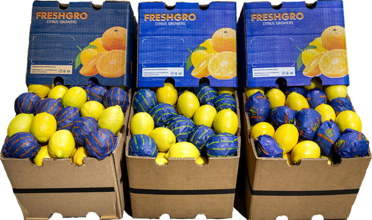 #1 Citrus Packaging | Citrus Fruit Export